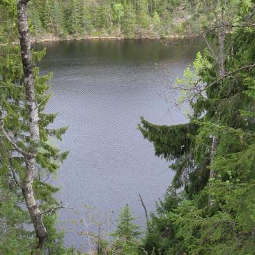 Comment la certification forestière FSC protège la biodiversité en ...